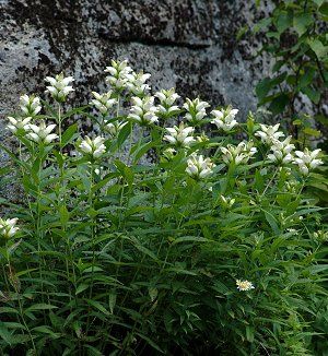 Chelone Glabra White Turtlehead